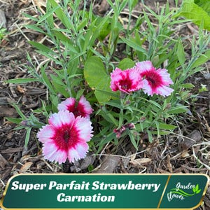 Super Parfait Strawberry Carnations - Authentic Seeds - Cold Resistant ...