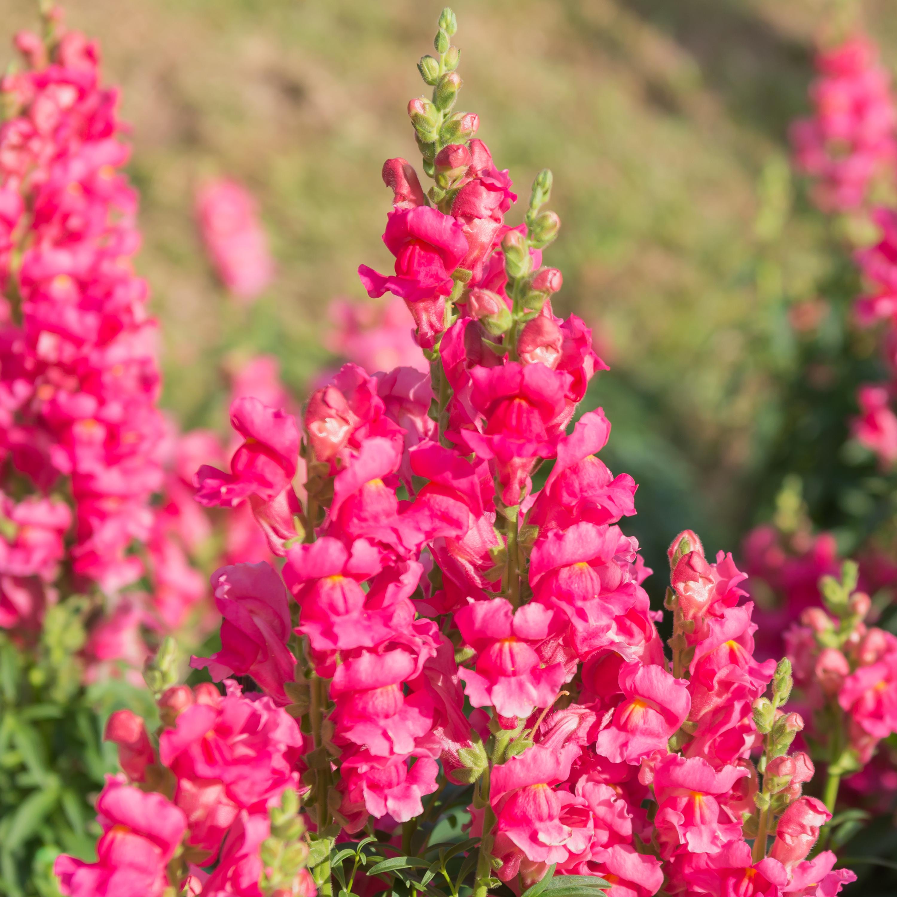 Dark Red Snapdragons Seeds –imson Blooms – Heirloom Flower - Friendly ...