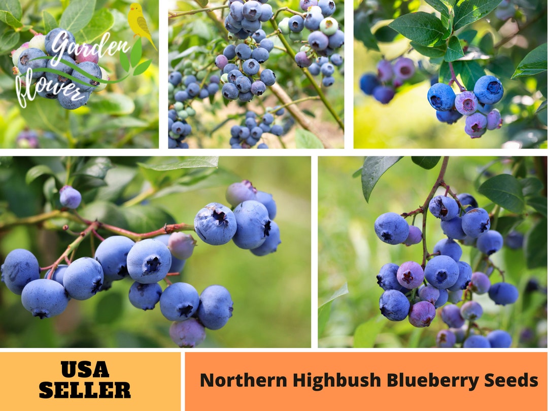 Northern Highbush Blueberry Seeds Fruit Perennial Cold Resistant Open ...