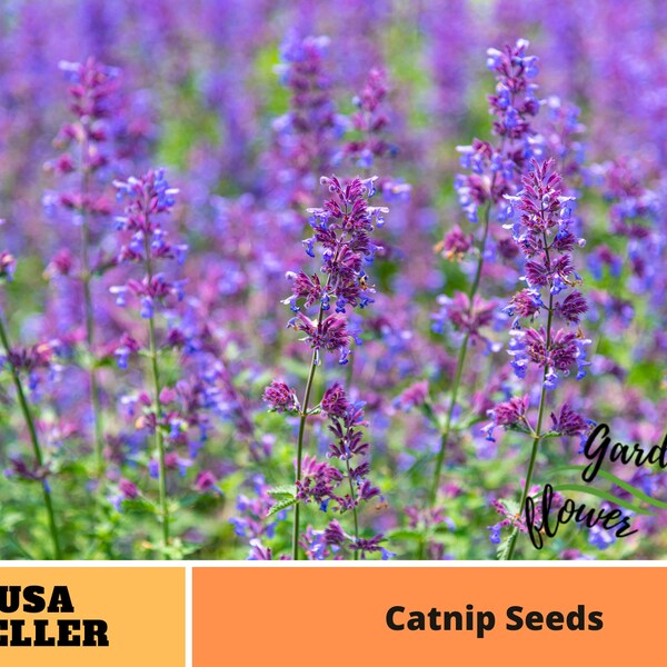 Catnip Seeds - Etsy