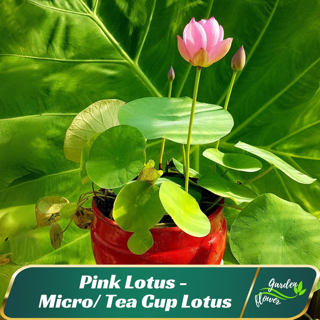 5+ Rare Seeds| Pink Lotus - Micro/ Tea Cup Lotus Seeds - Indian Lotus ...