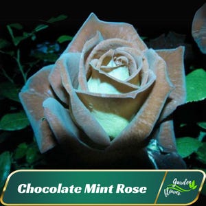 25+ Rare Seed| Chocolate Mint Rose Seeds - Perennial - Authentic Seeds ...