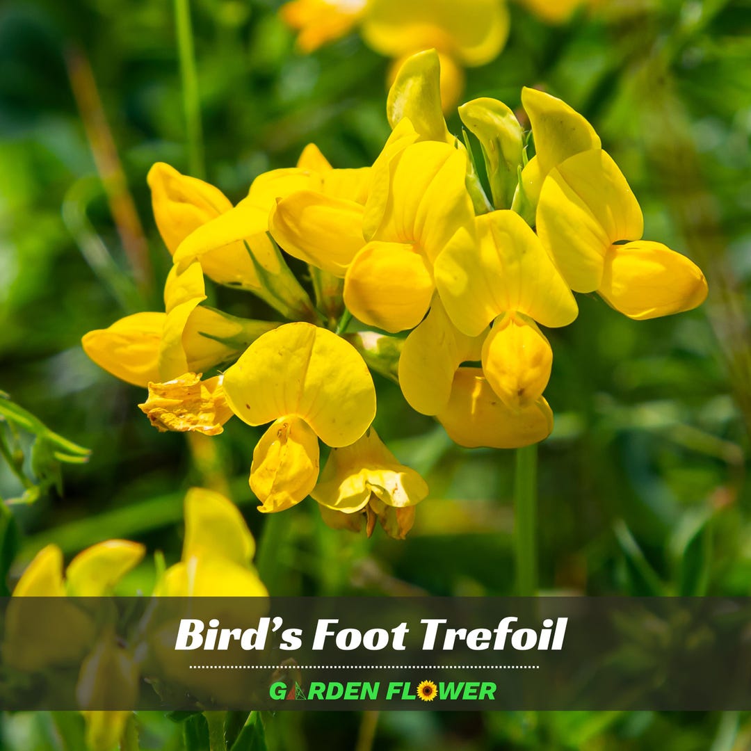 Yellow Bird’s Foot Trefoil Seeds – Lotus Corniculatus Perennial ...