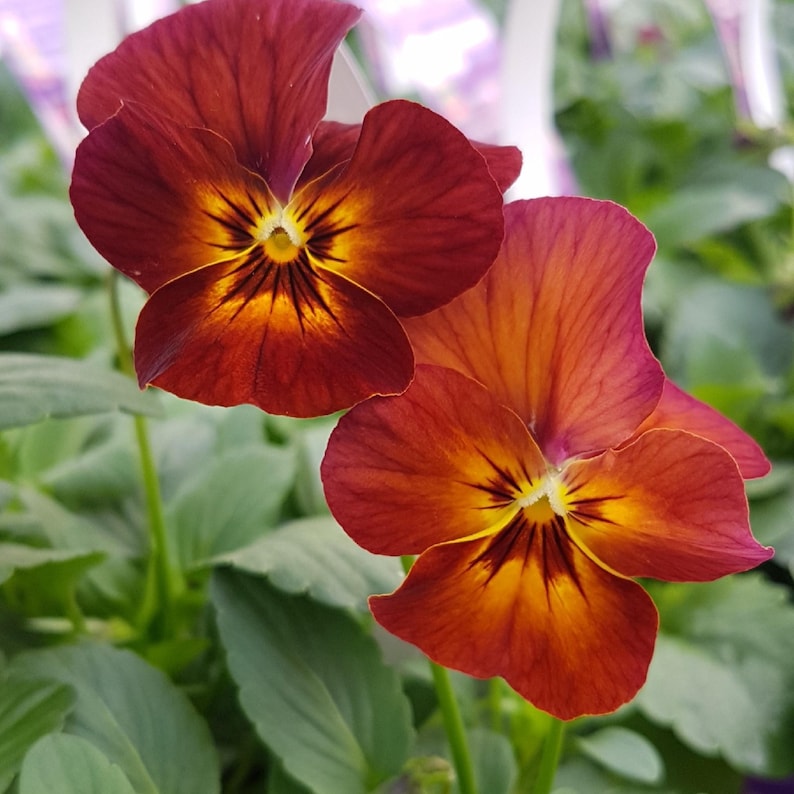 Nature Mulberry Shades Viola (pansy) Seeds – Pollinating - Draft ...