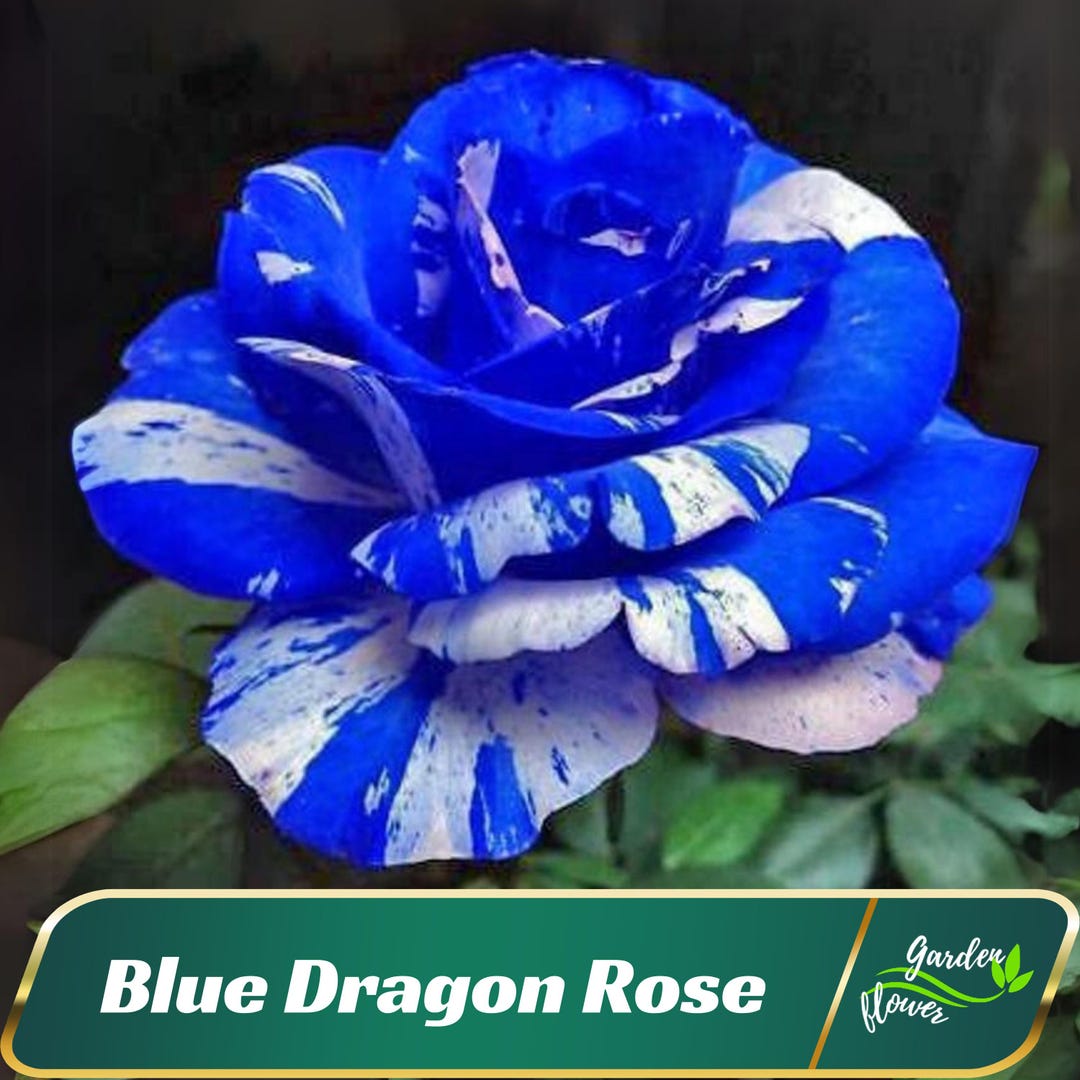 30+ Rare Seeds| Blue Dragon Rose Seeds - Perennial - Authentic Seeds ...