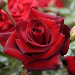 30+ Rare Seeds~ Black Magic Rose Seeds - Perennial - Authentic Seeds ...
