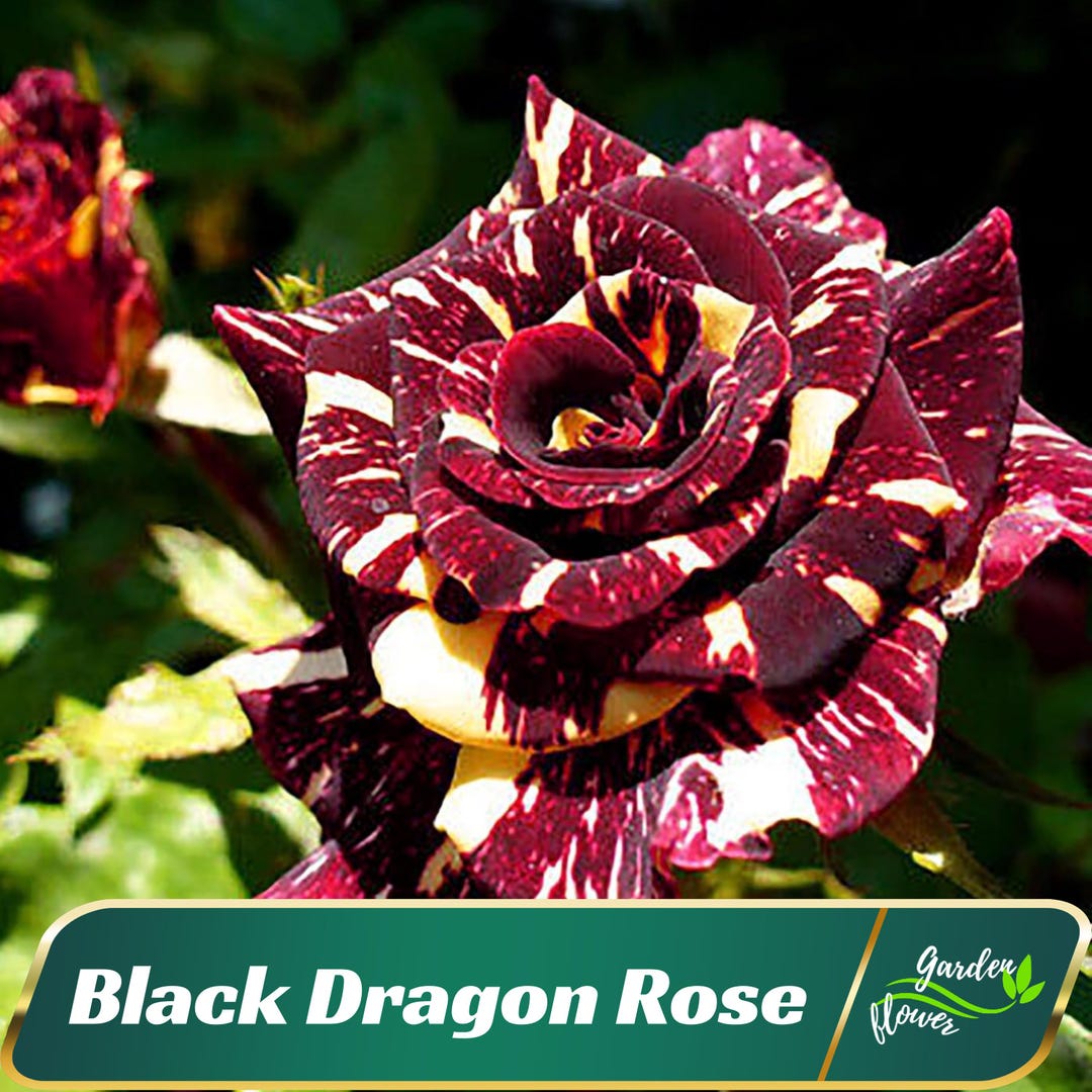25+ Rare Seeds| Black Dragon Rose Seeds - Perennial - Rose Flower ...