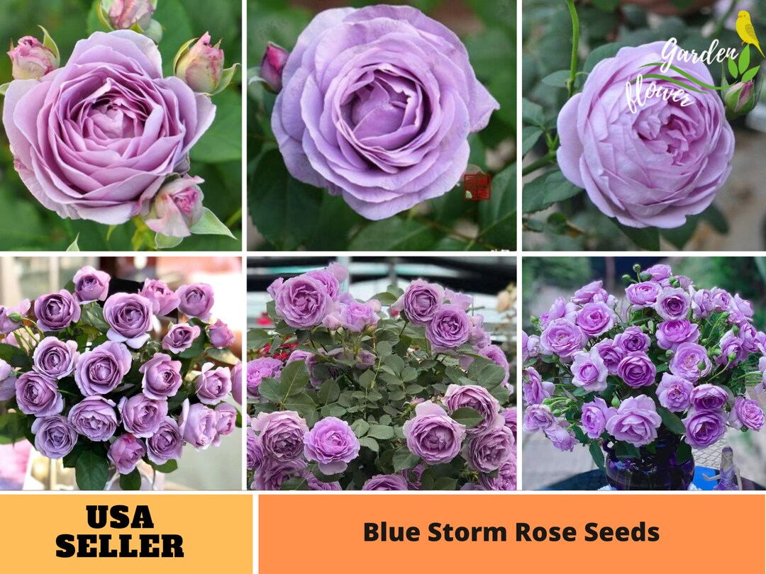 32 Seeds Purple Blue Storm Rose Seeds-perennial authentic Seeds-flowers ...