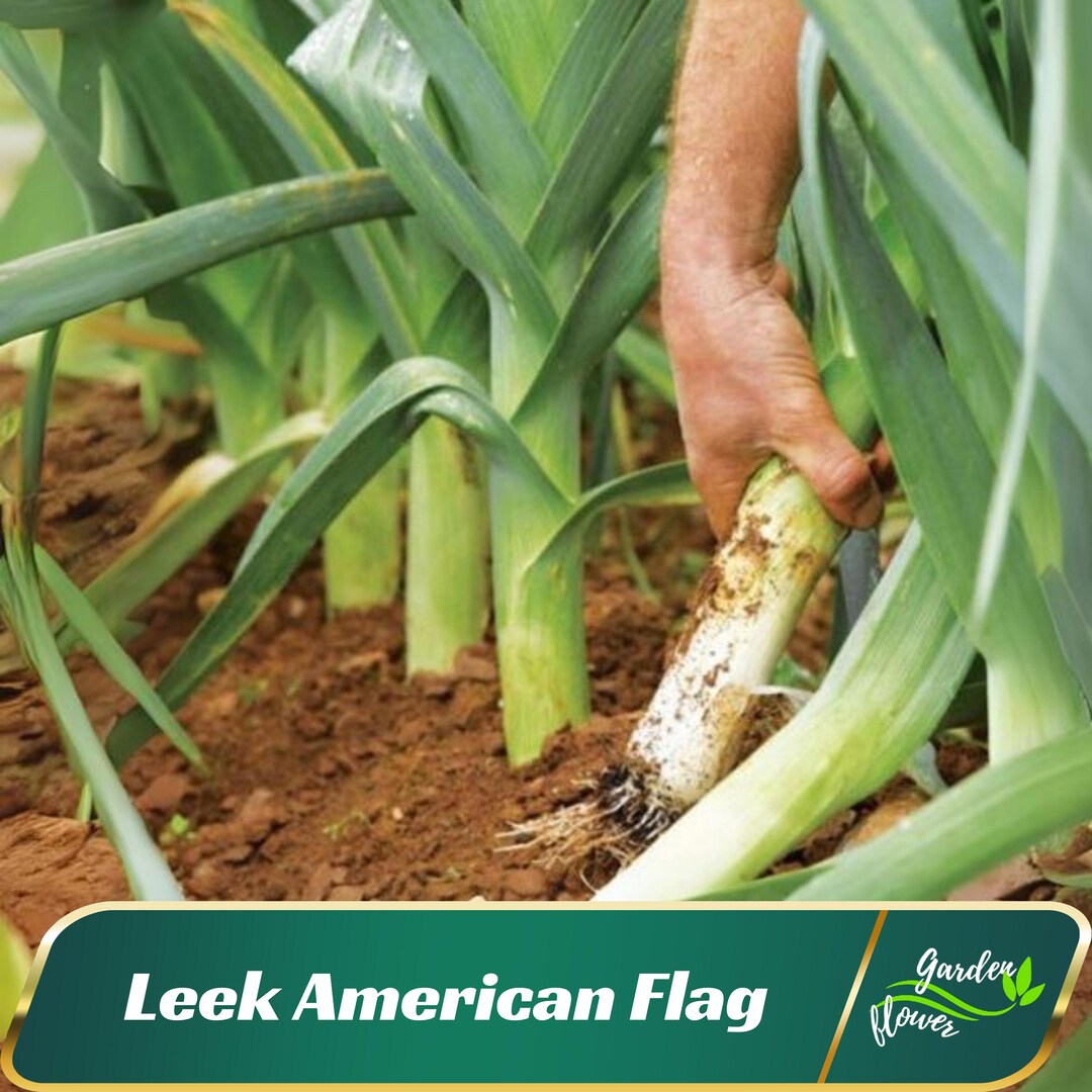Leek, American Flag Seeds - Perennial - Authentic - Edible - Organic ...