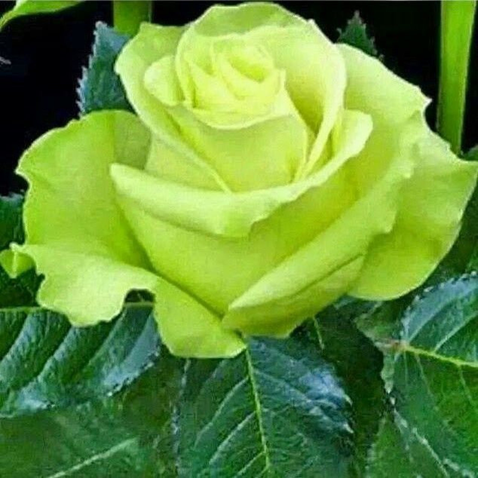25 Rare Seed Bright Green Rose Seeds perennial authentic - Etsy