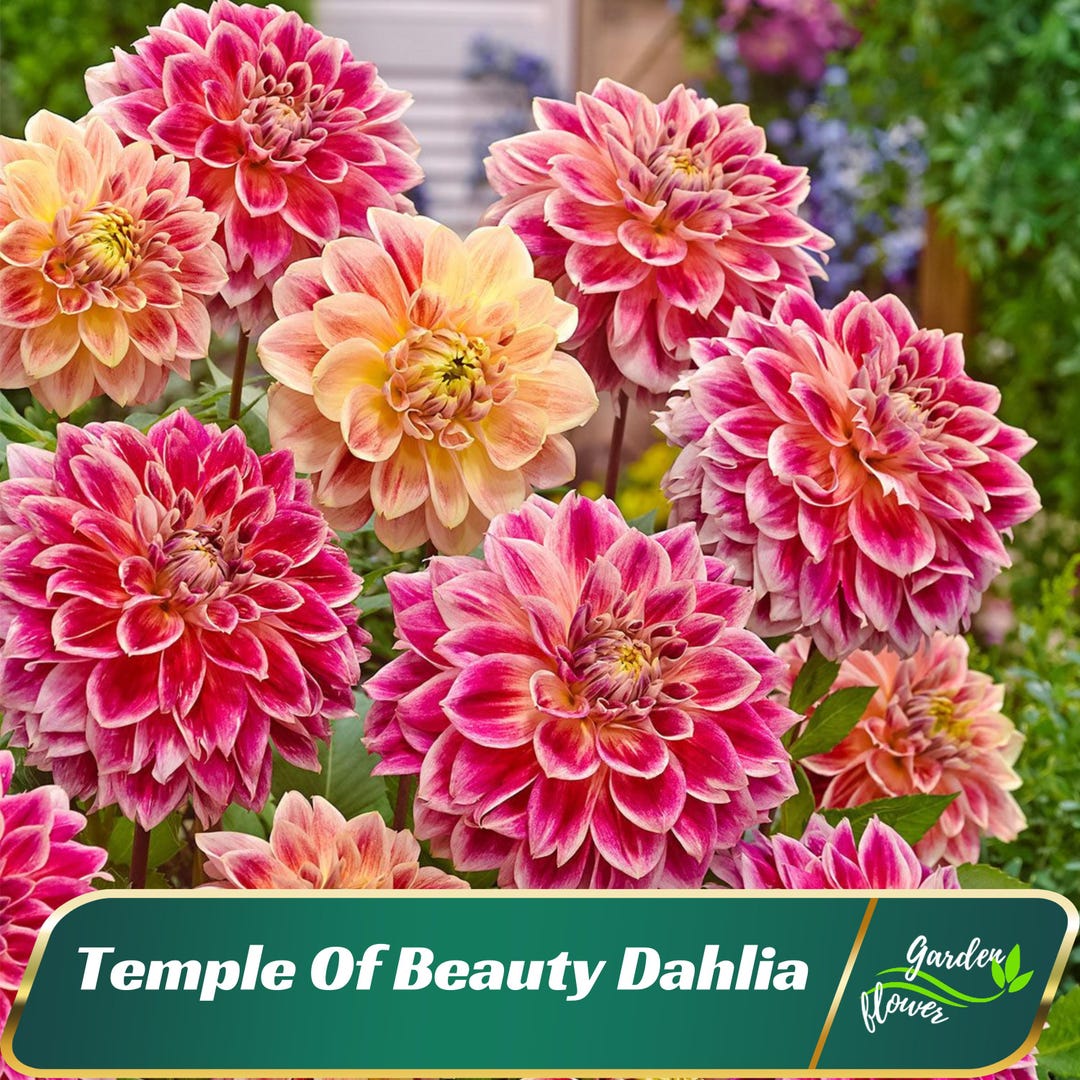 Pink Temple of Beauty Dahlia Flower Seeds - Perennial - Authentic Seeds ...