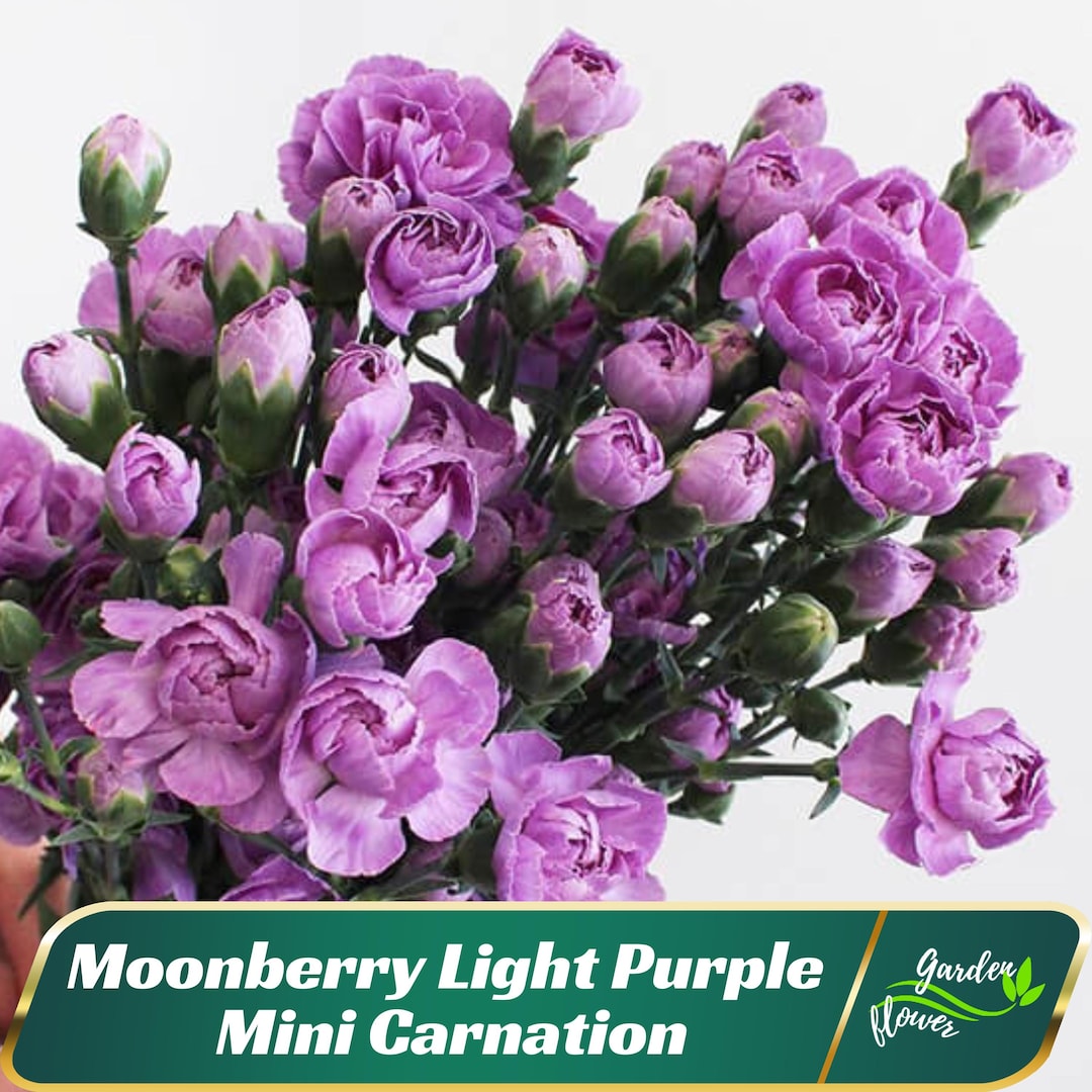 Moonberry Light Purple Mini Carnation - Authentic Seeds - Cold ...