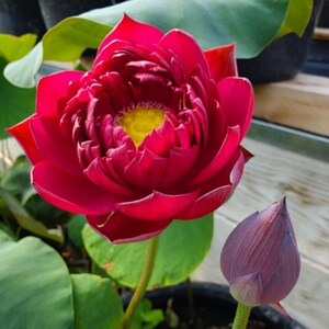 5+ Rare Seeds| Black Red Lotus (mo Hong Lotus) Seeds - Indian Lotus ...