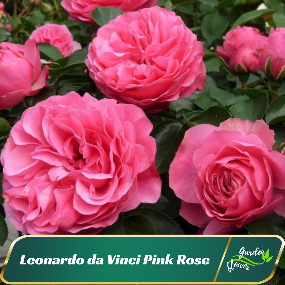 25+ Rare Seeds| Leonardo Da Vinci Rose Seeds - Perennial - Authentic ...