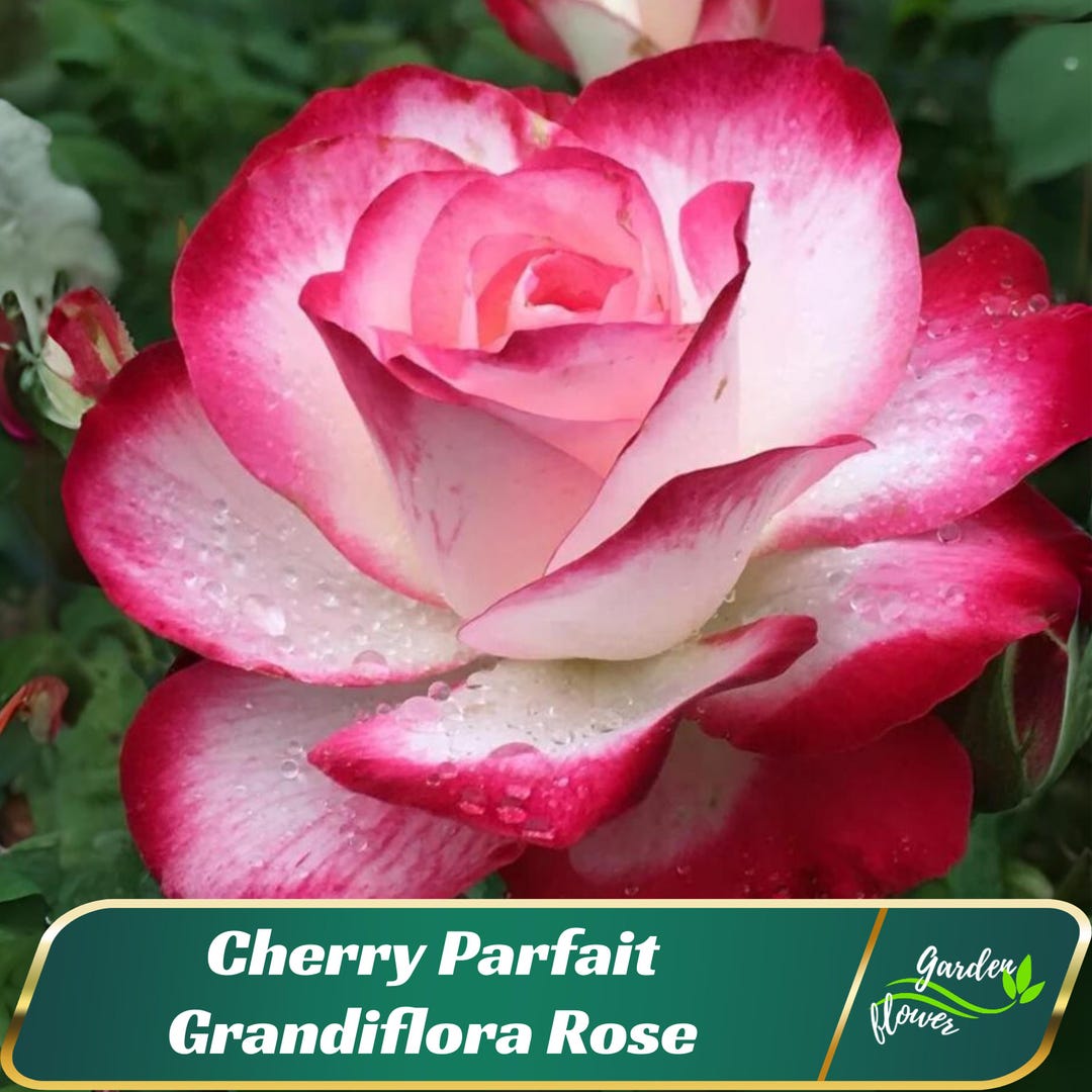 25+ Rare seed| Cherry Parfait Rose Seeds- Perennial - Authentic Seeds ...