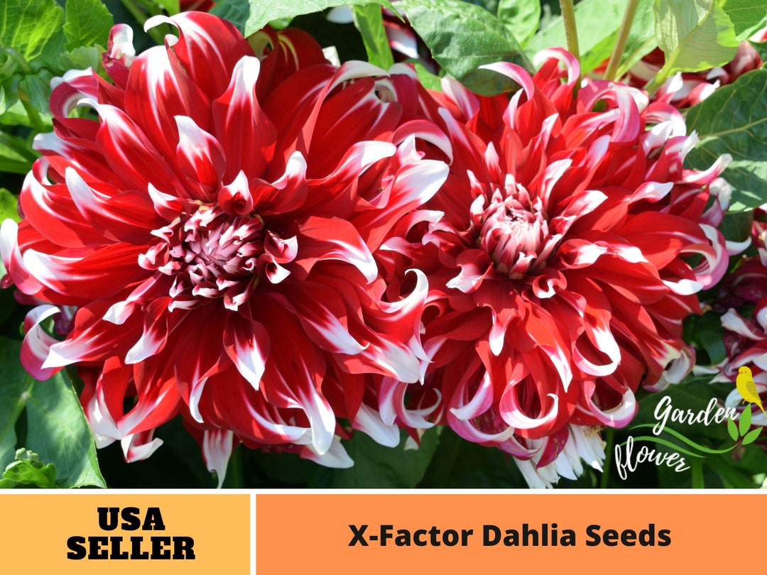 Red White X-factor Dahlia Flower Seeds Perennial Fast Growing Clumping ...