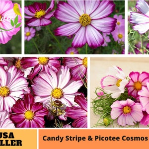 50 Seeds Candy Stripe & Picotee Cosmos Seeds-perennial authentic Seeds ...