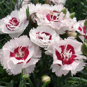 Scent First Coconut Surprise Dianthus Carnations- Authentic Seeds ...