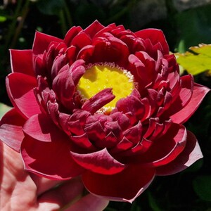 5+ Rare Seeds| Black Red Lotus (mo Hong Lotus) Seeds - Indian Lotus ...