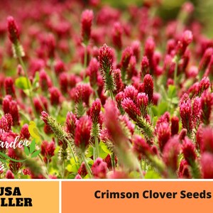 Red Clover Seeds Perennial Authentic Seeds Air Purifying Clumping Easy ...