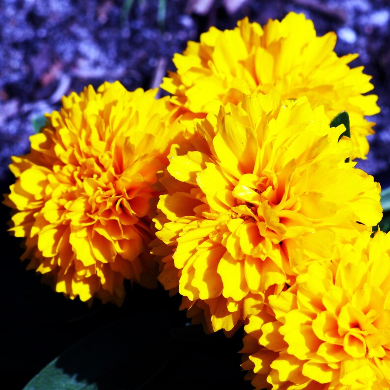 Solanna Golden Sphere Coreopsis Seeds – Coreopsis Grandiflora – Golden ...