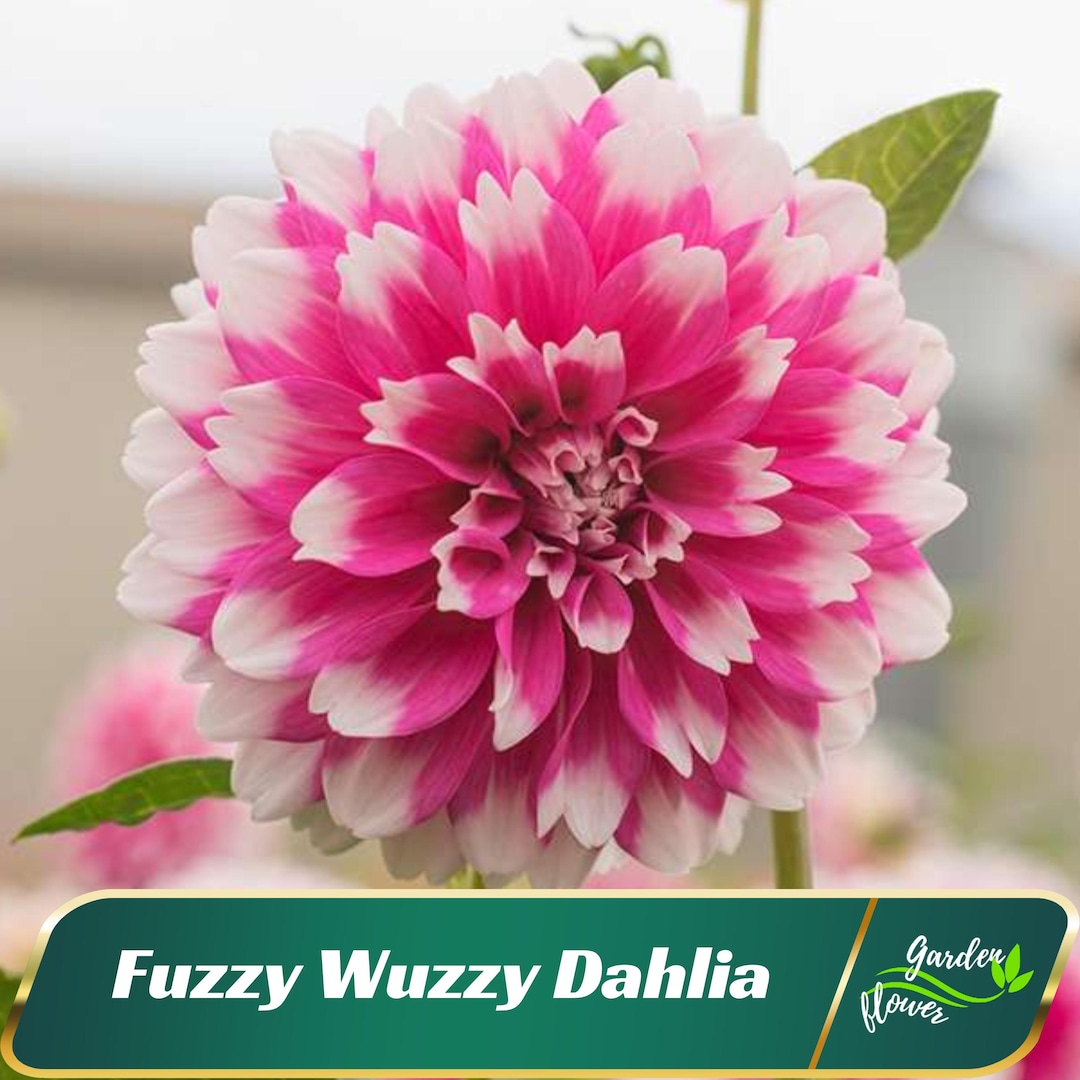 Fuzzy Wuzzy Dahlia Perennial Flower Seeds - Perennial - Authentic Seeds ...