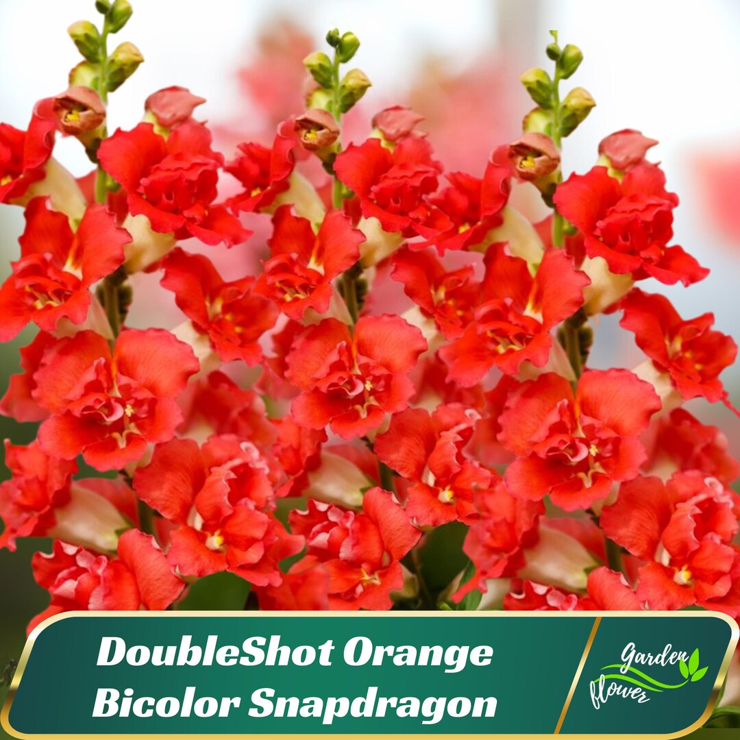 Doubleshot Orange Bicolor Snapdragon Seeds – Ruffled Bi-color Blooms ...