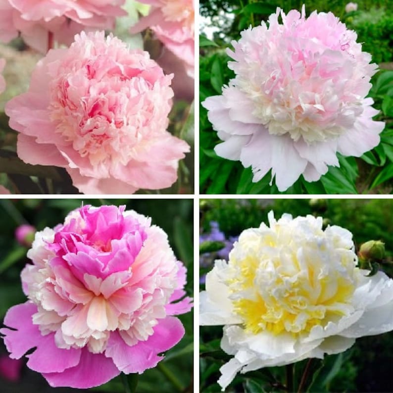 10+ Rare Seeds| Mix Peony Perennial Seeds - Perennial - Authentic Seeds ...