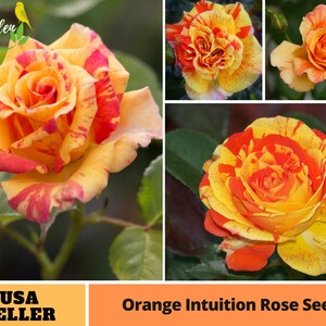 25 Rare Seeds Orange Intuition Rose Seeds-perennial authentic Seeds ...