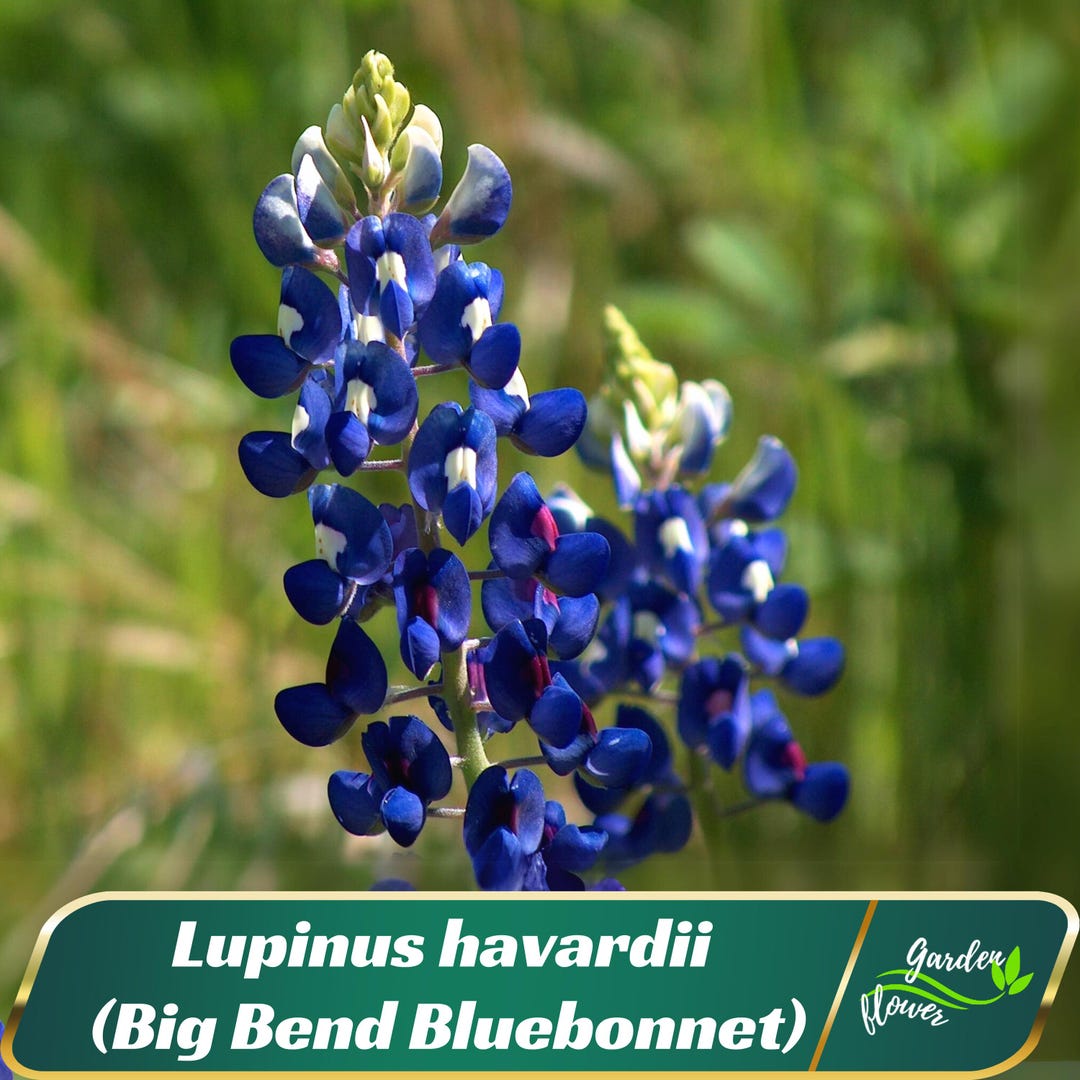 Lupinus Havardii (big Bend Bluebonnet) - Authentic Seeds ~ GMO Free ...