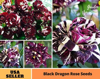 Black Rose Plant - Etsy
