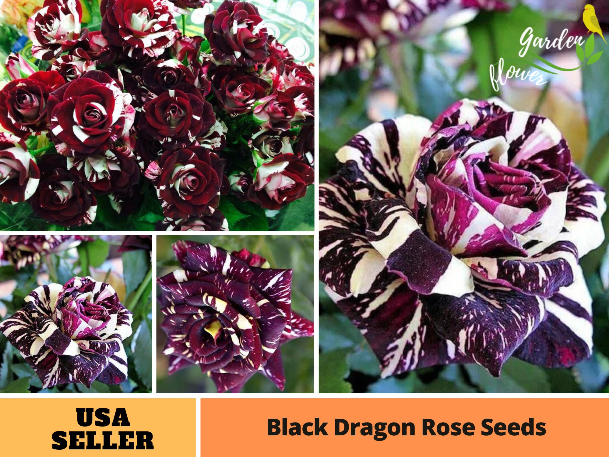 25 Rare Seeds Black Dragon Rose Seeds-perennial authentic - Etsy