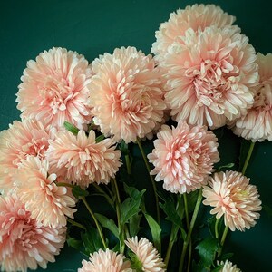 King Size Apricot - Aster Seeds - Cold Resistant - Open-pollinating ...