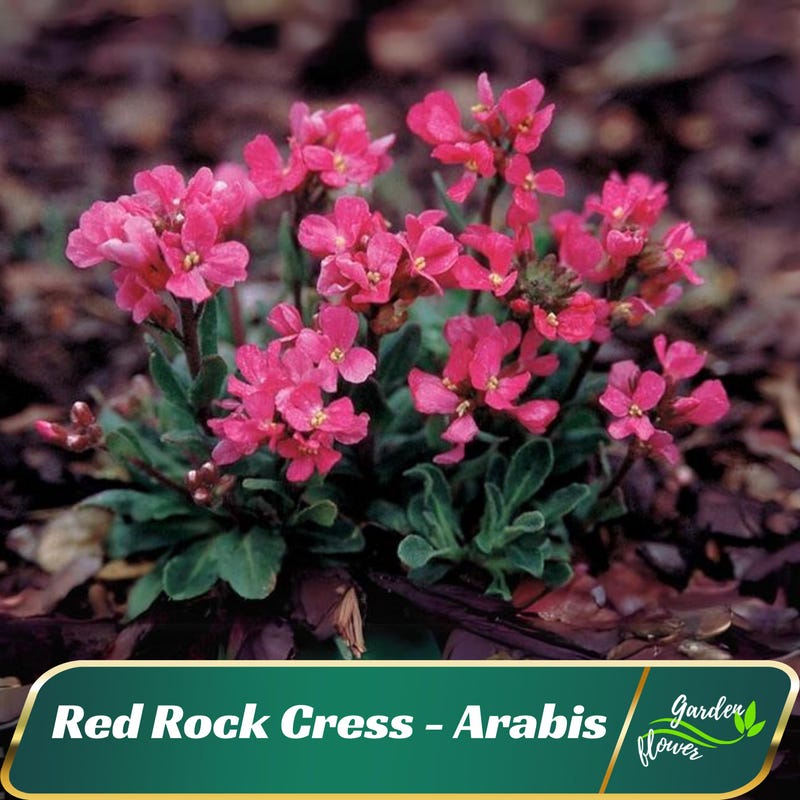 Rock Cress - Etsy