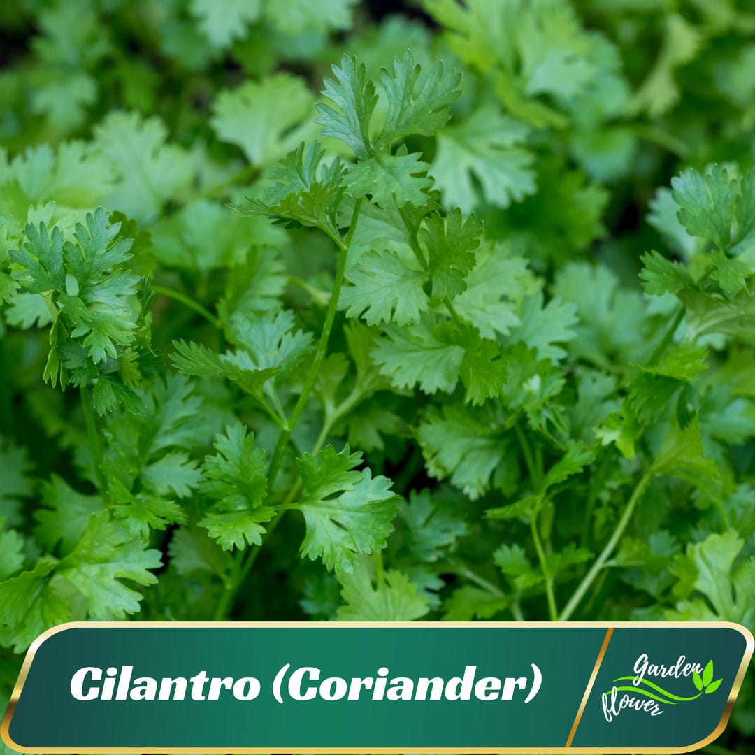 110 Seeds| Cilantro Seeds - Perennial - Authentic Seeds - Edible ...