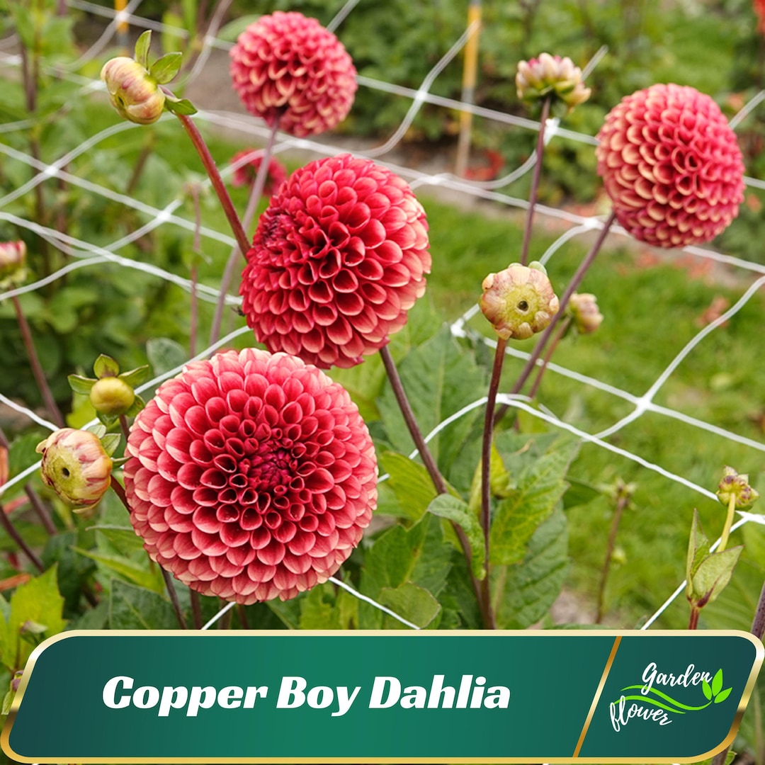 Orange Copper Boy Dahlia Perennial Seeds - Perennial - Fast Growing ...