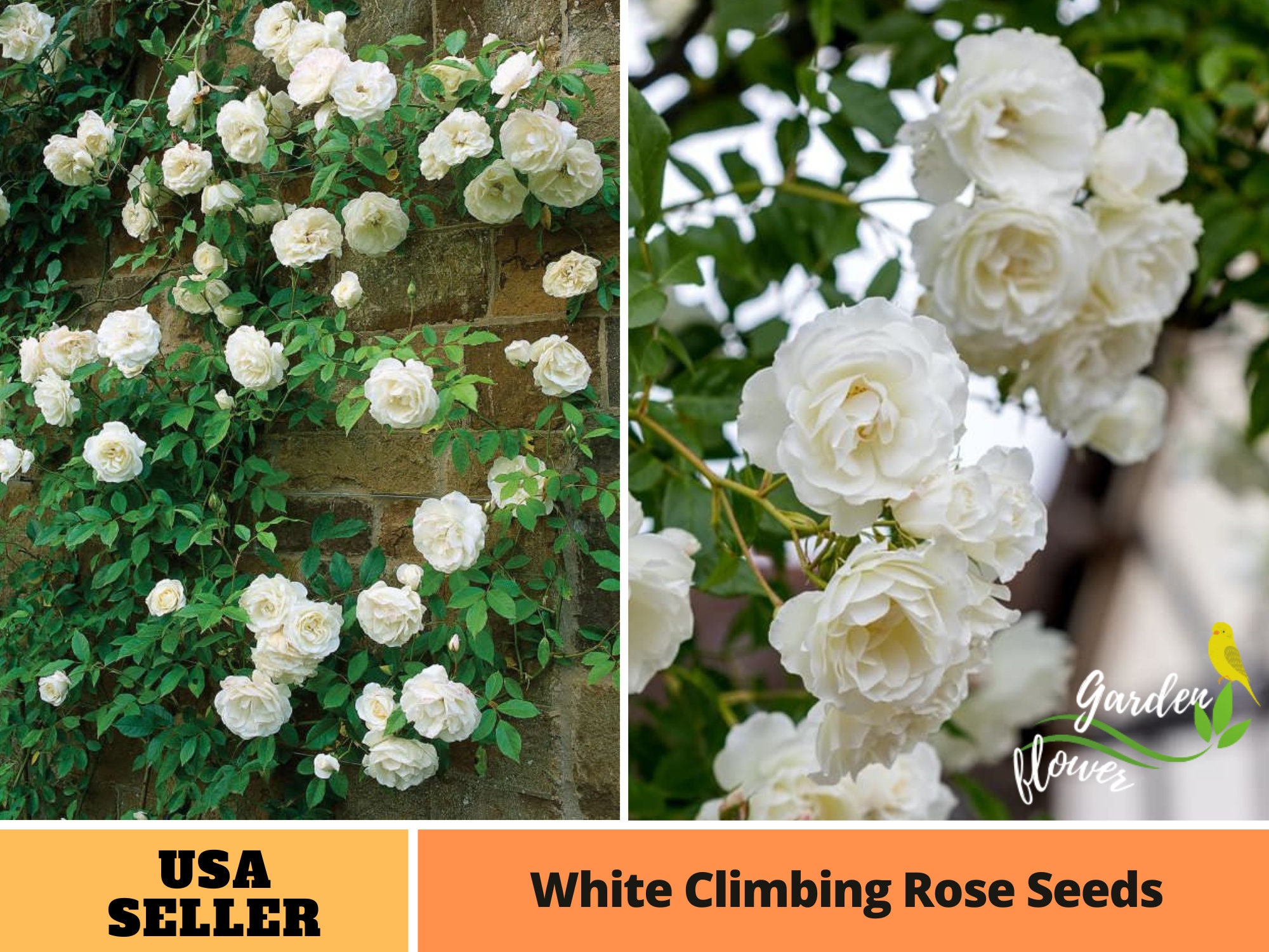 25 Rare Seeds White Climbing Rose Seeds-perennial authentic - Etsy