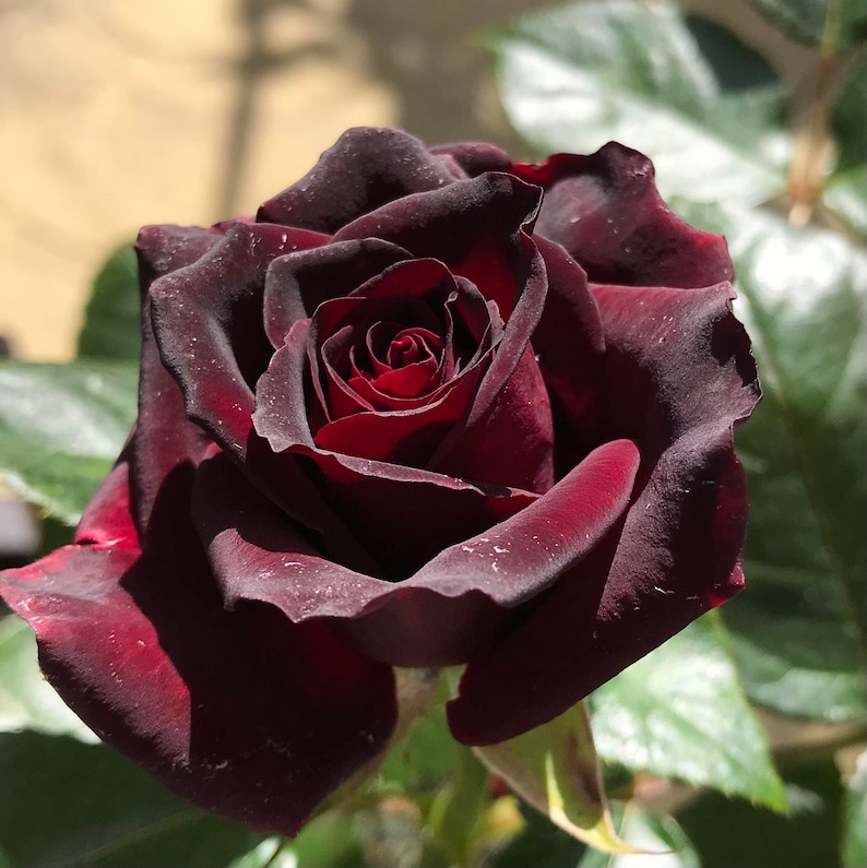Black Baccara Hybrid Tea Rose Seeds – Perennial Garden Flower (30 Seeds ...