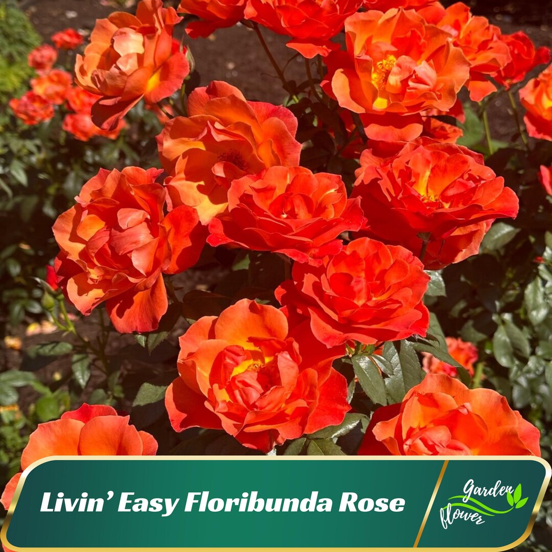 30 Orange Livin’ Easy Floribunda Flowers Rose Seeds - Perennial - Late ...