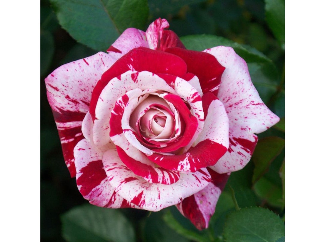 30 Rare Seeds Red White Striped Rose Seeds Perennial Authentic Seeds ...