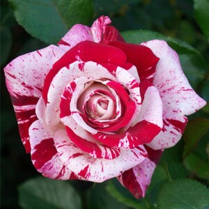 30 Rare Seeds- Red White Striped Rose Seeds - Perennial - Authentic ...
