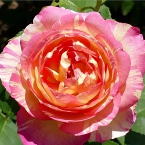 25 Rare Seeds Pink White Rose Seeds Perennial authentic - Etsy