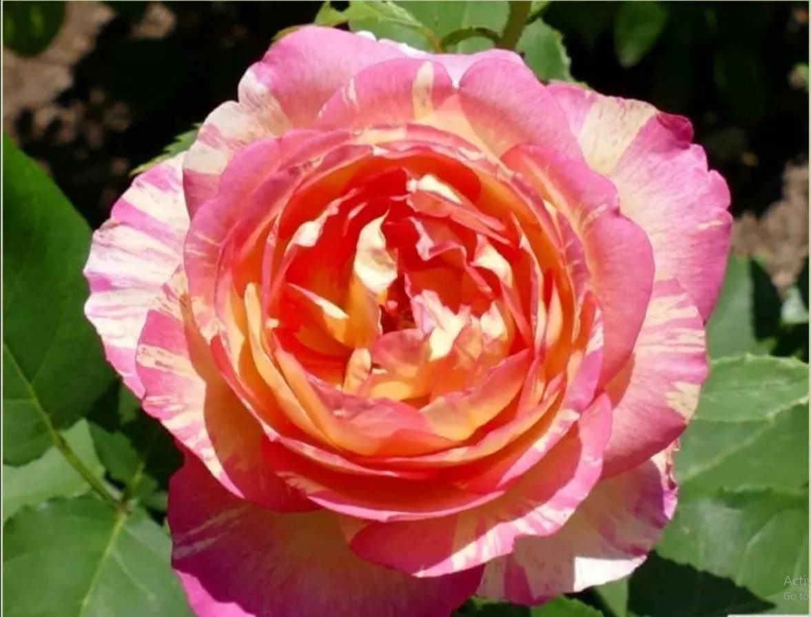 25 Rare Seeds Pink White Rose Seeds Perennial authentic - Etsy
