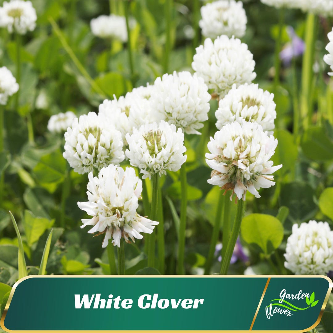 White Clover Seeds - Perennial - Authentic Seeds - Air Purifying ...