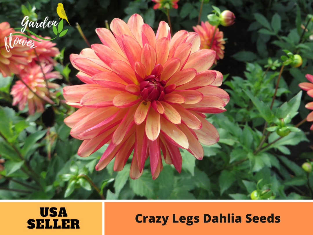 Red Orange Crazy Legs Dahlia Perennial Flower Seeds authentic Seeds ...