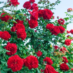 25+ Rare Seed | Red Climbing Rose Seeds - Perennial - Authentic Seeds ...