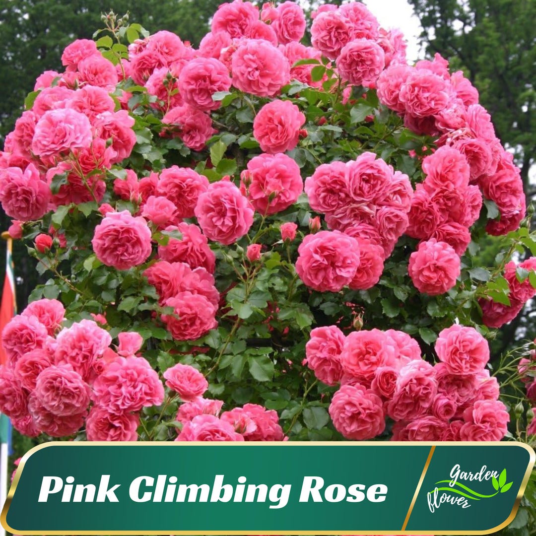 30 Rare Seeds| Pink Climbing Rose Seeds - Perennial - Authentic Seeds ...