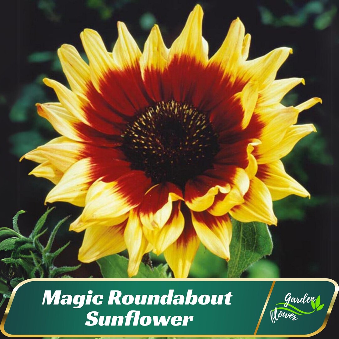 25+ Seeds| Yellow Brown Magic Roundabout Sunflower Seeds-perennial ...