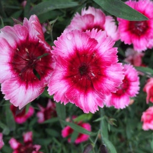 Diana Crimson Picotee Carnations - Dianthus - Authentic Seeds - Cold ...