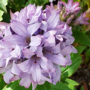 Campanula Glomerata 'caroline' - Perennial - Bellflower – Cold ...